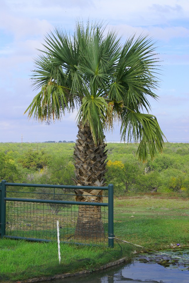 Sabal ‘Riverside’ - West Coast Trees