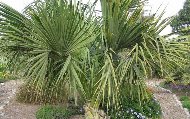 Palm Trees Farm - San Diego, Las Vegas, California | West Coast Trees